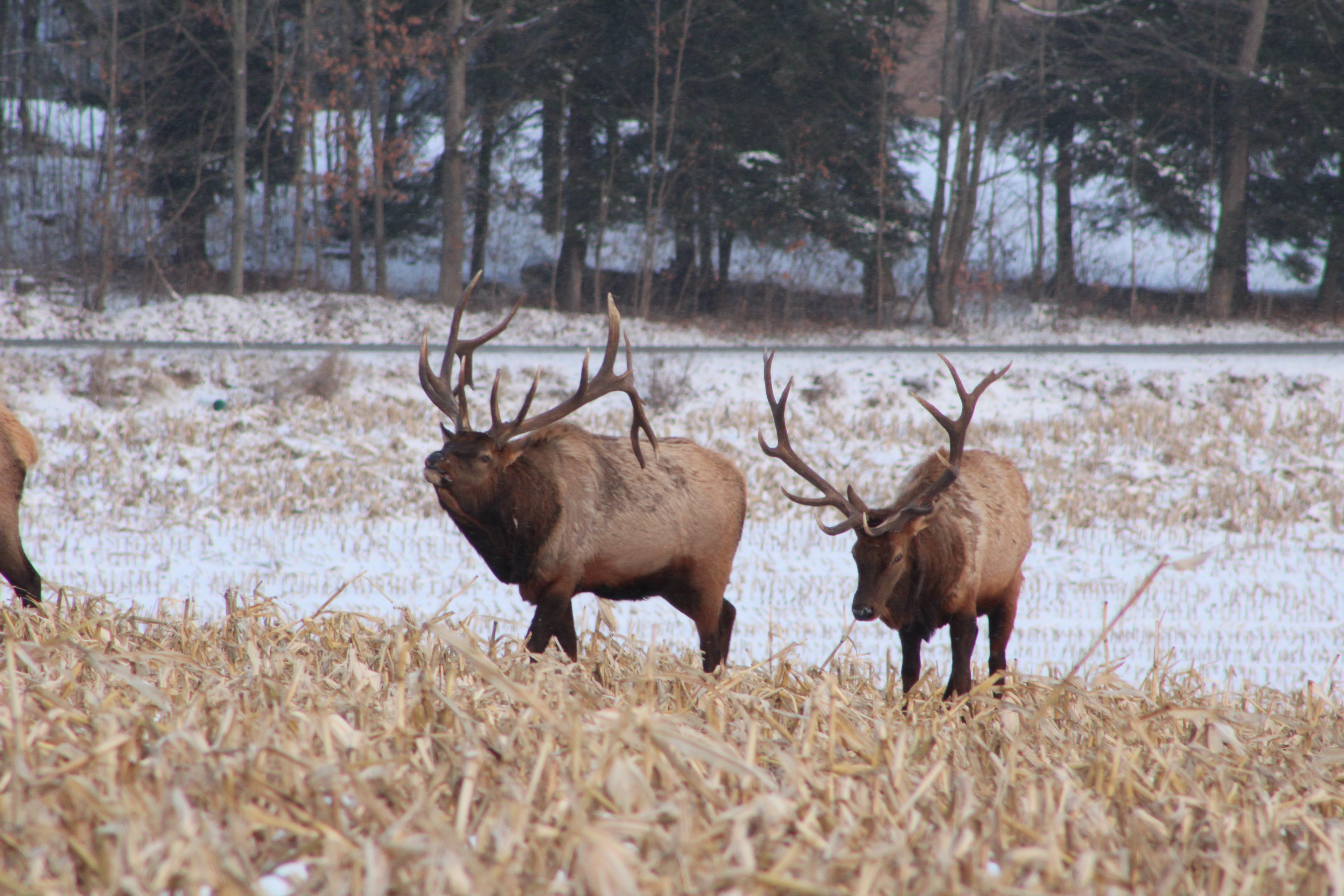 007 – Bulls snow – Jamie Morgan | Visit PA Great Outdoors