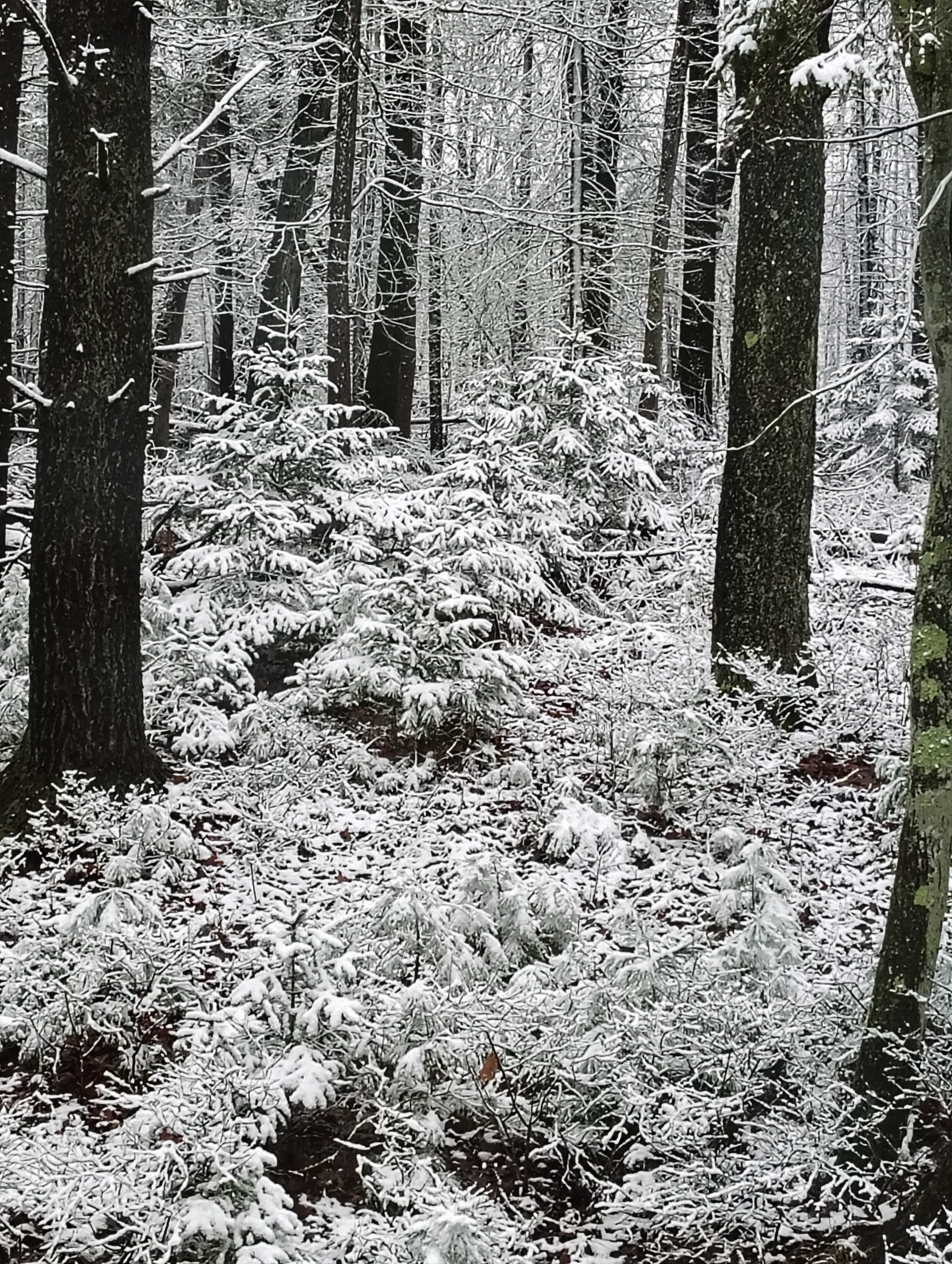 009 Brenda Williamson Snowy woods in Forest County | Visit PA Great ...