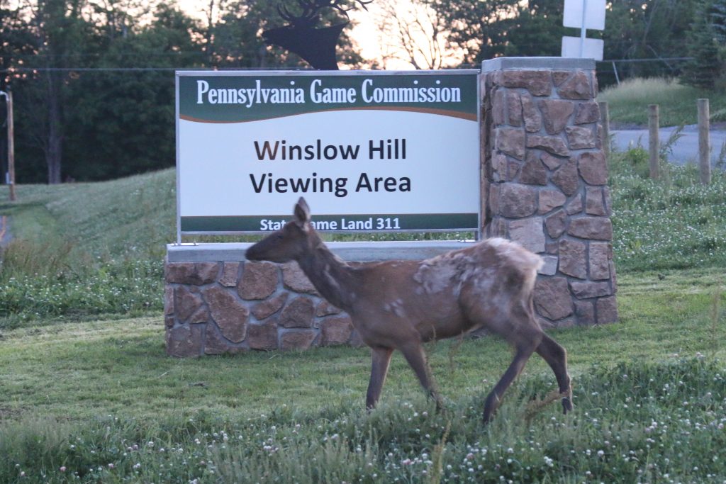 012 Cow Winslow Hill Viewing Area Sign – Karen Hendricks | Visit PA ...