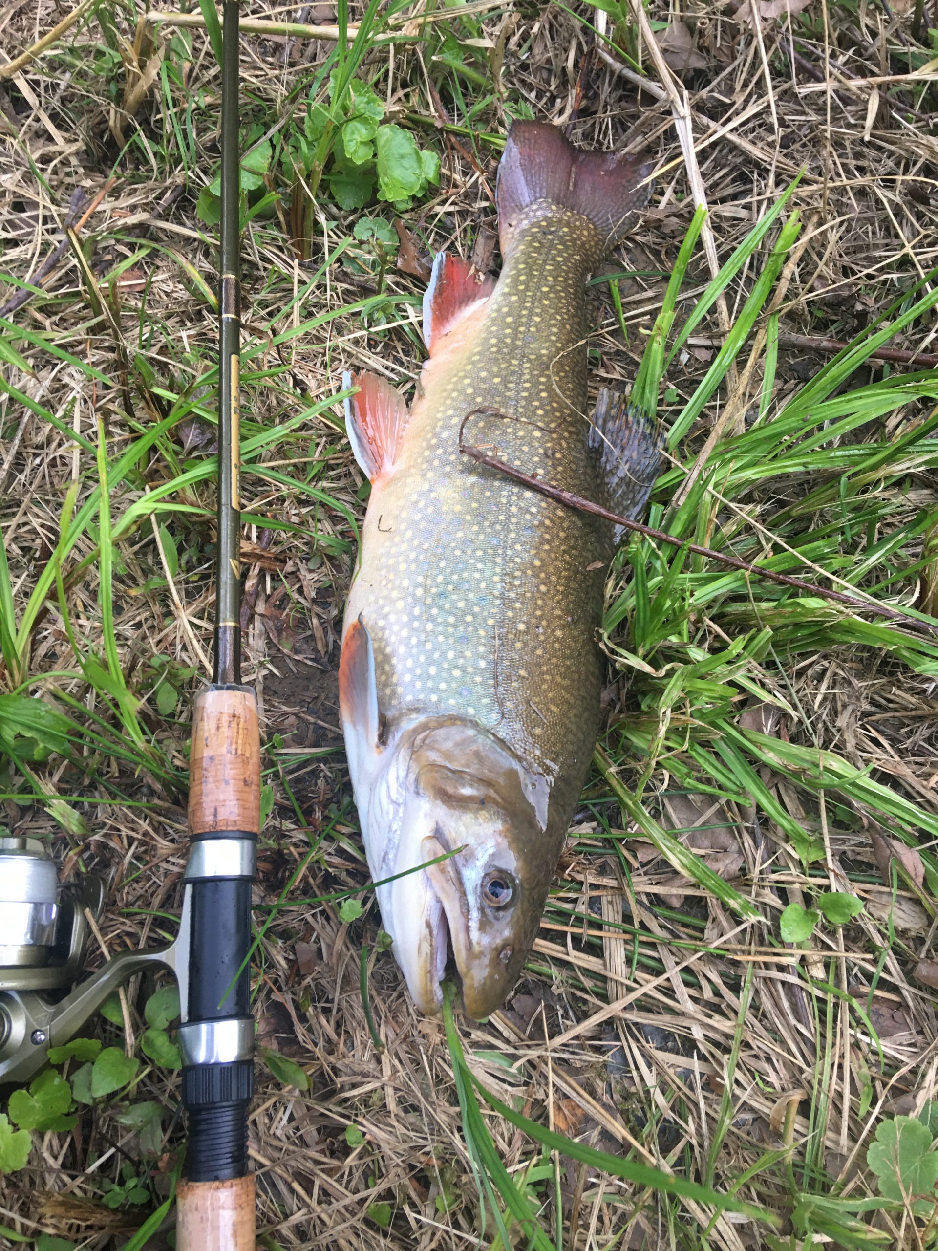 014 Gary Swartz Sr Trout East Hickory Creek Tionesta | Visit PA Great ...