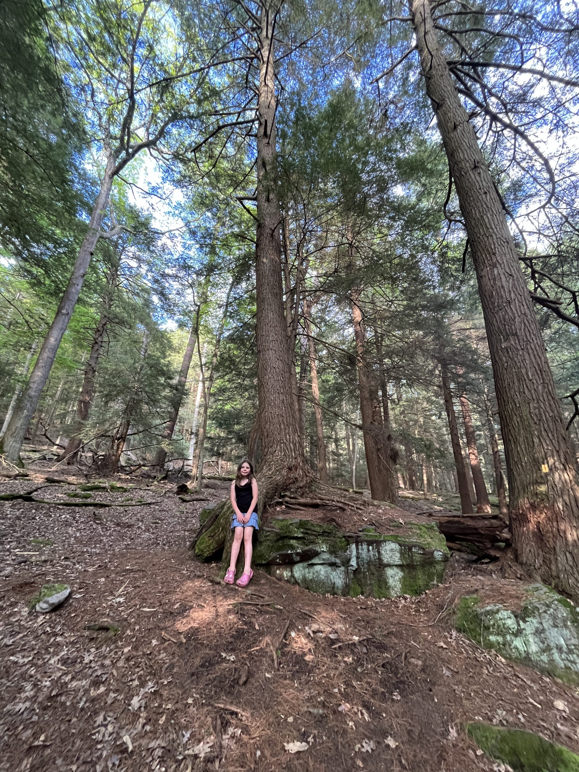 015- heather stroup- girl on tree root- cook trail, cook forest | Visit ...