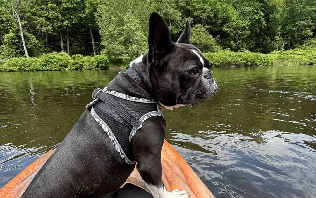 026 Julie Baron dog in canoe clarion river forest county | Visit PA ...