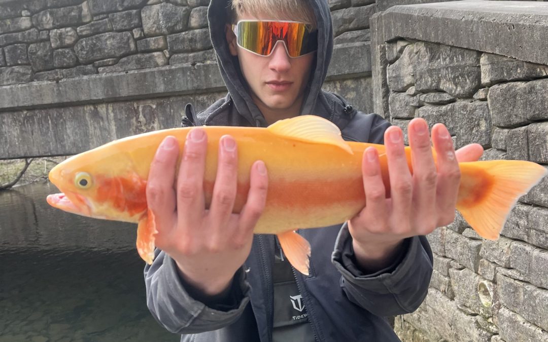 027 Michael Strait Elk County Palomino | Visit PA Great Outdoors