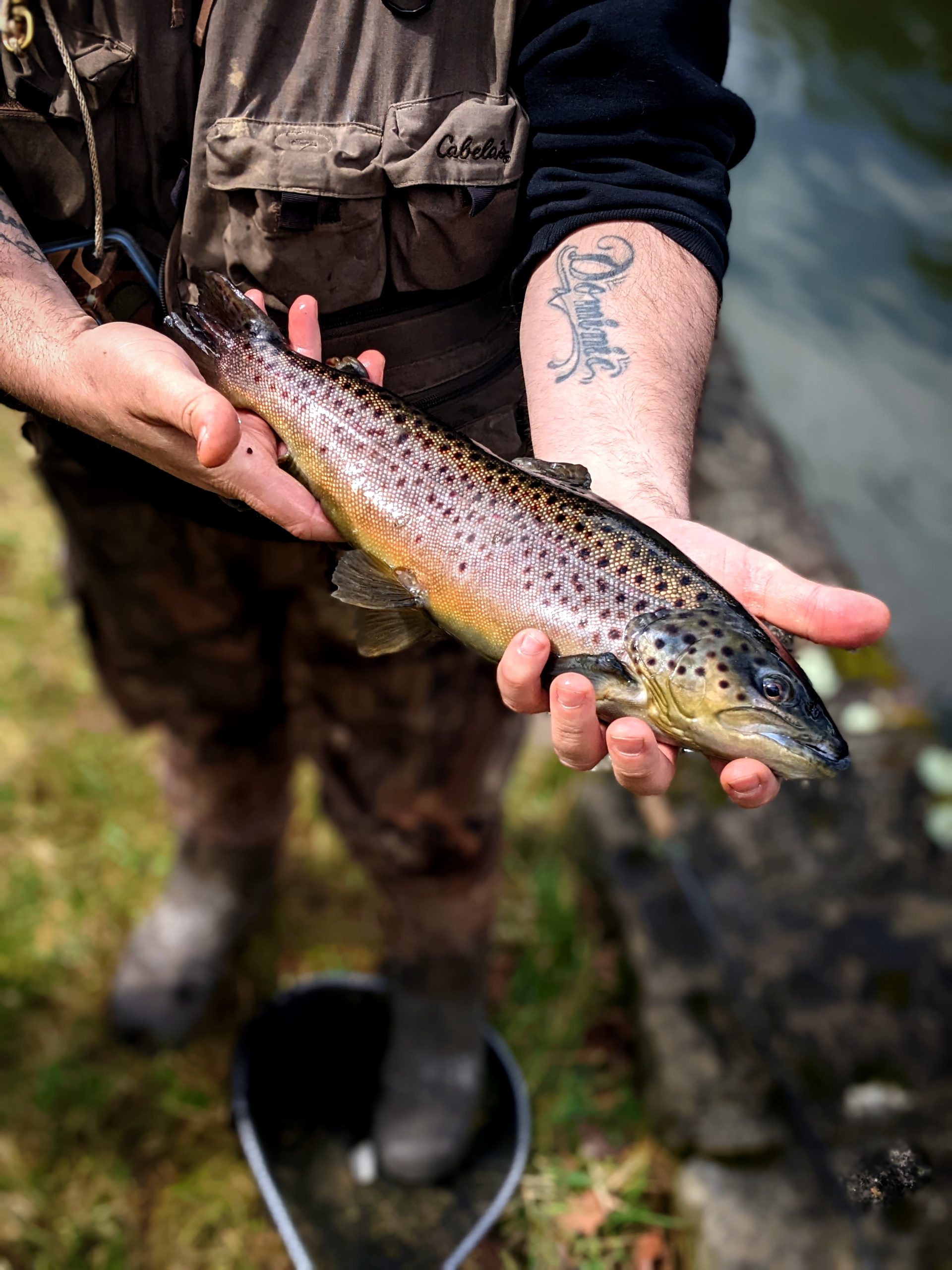 043, anthony colalella, fish, in mans hands, artistic, quality photo ...