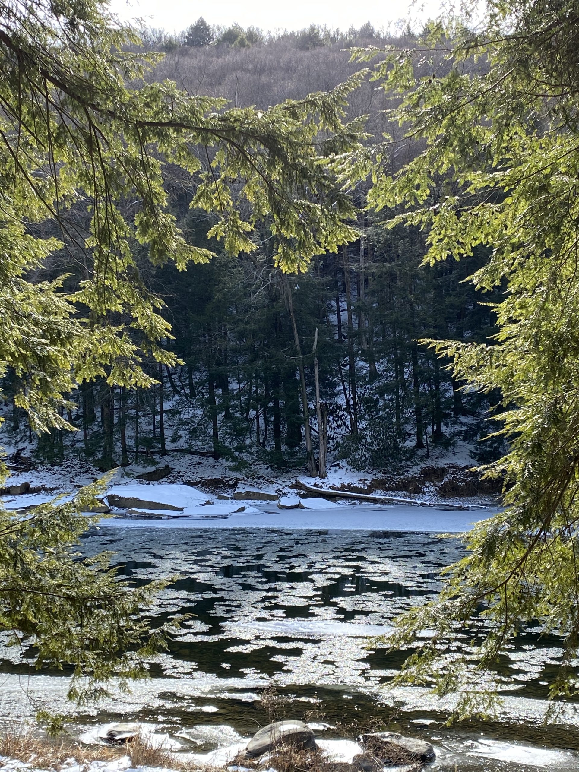 071 Danielle Baker. Cook Forest. Forest and Jefferson County | Visit PA ...