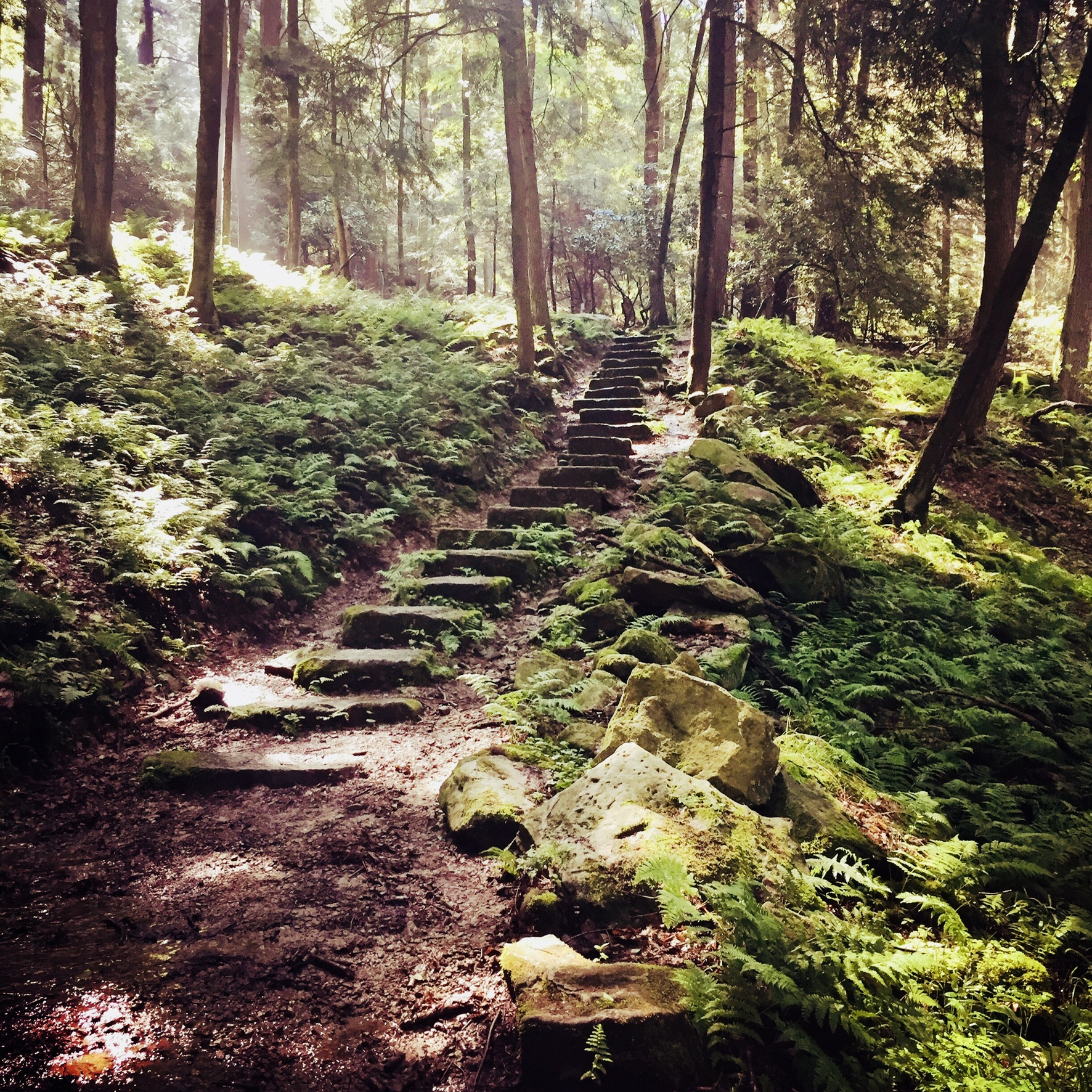 088 – Cook Forest trail stairs rocks – Danielle Baker | Visit PA Great ...