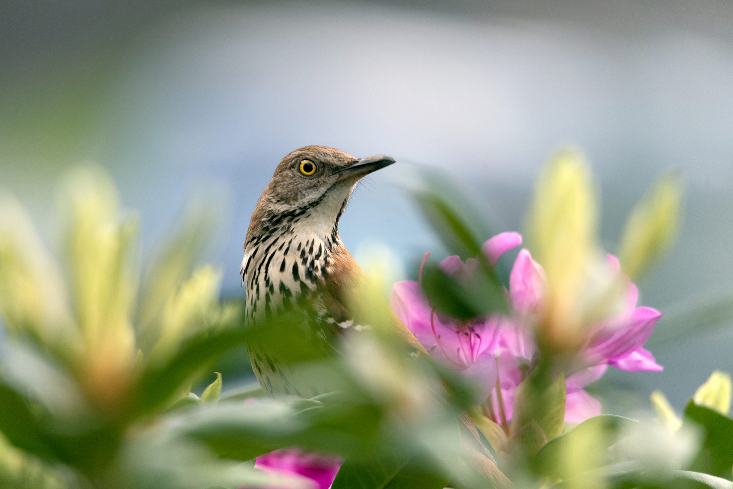 10-Thrasher 2 – Shane Humphreys | Visit PA Great Outdoors