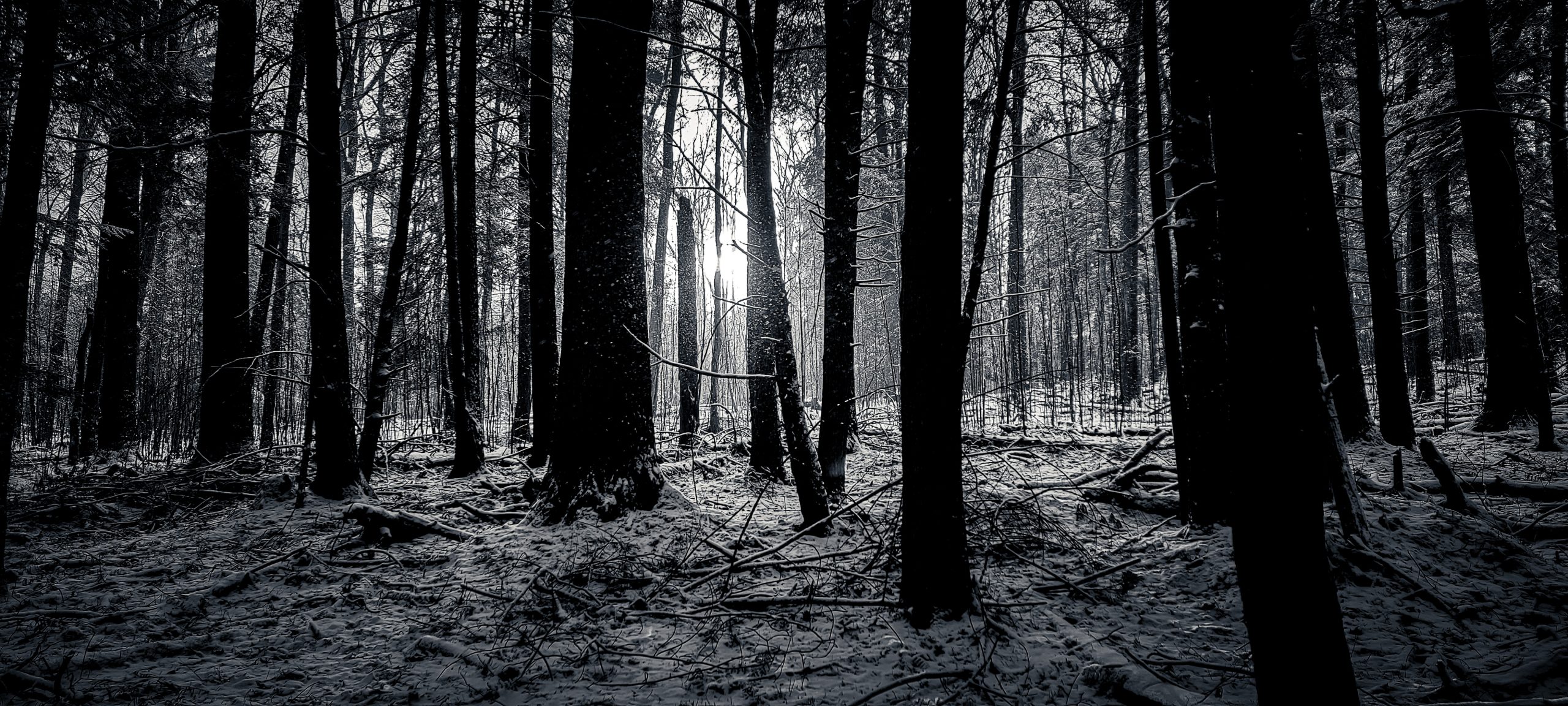 109 Matthew Rankin snowy forest collins pine property forest county ...