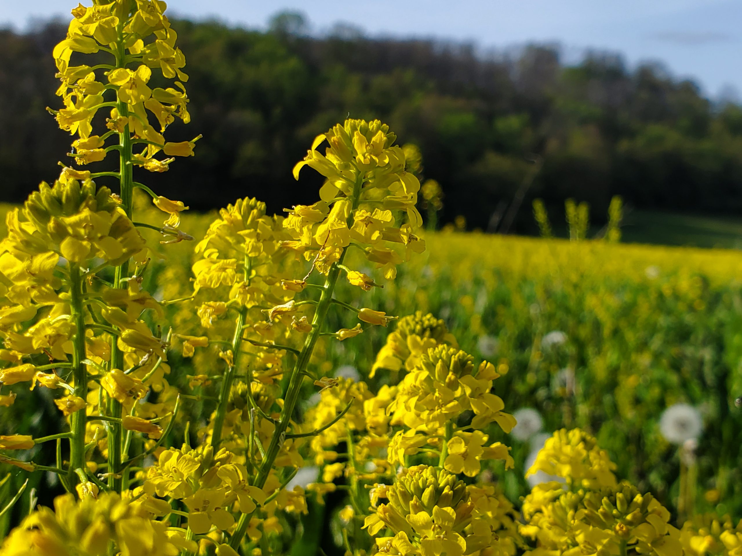11-Yellow Flowers – Joshua Reed | Visit PA Great Outdoors