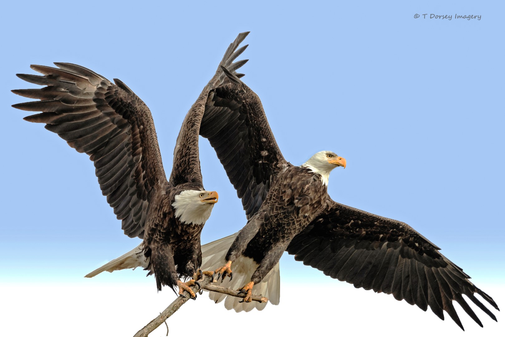 10 Great Places to see Eagles & Osprey | Visit PA Great Outdoors