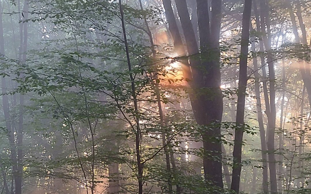 126 Farley Wright Dig in Sun in woods German Hill Forest County | Visit ...