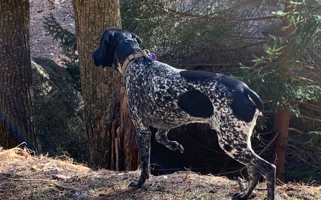 138 Nona Bauer Dog Pointing clarion county | Visit PA Great Outdoors