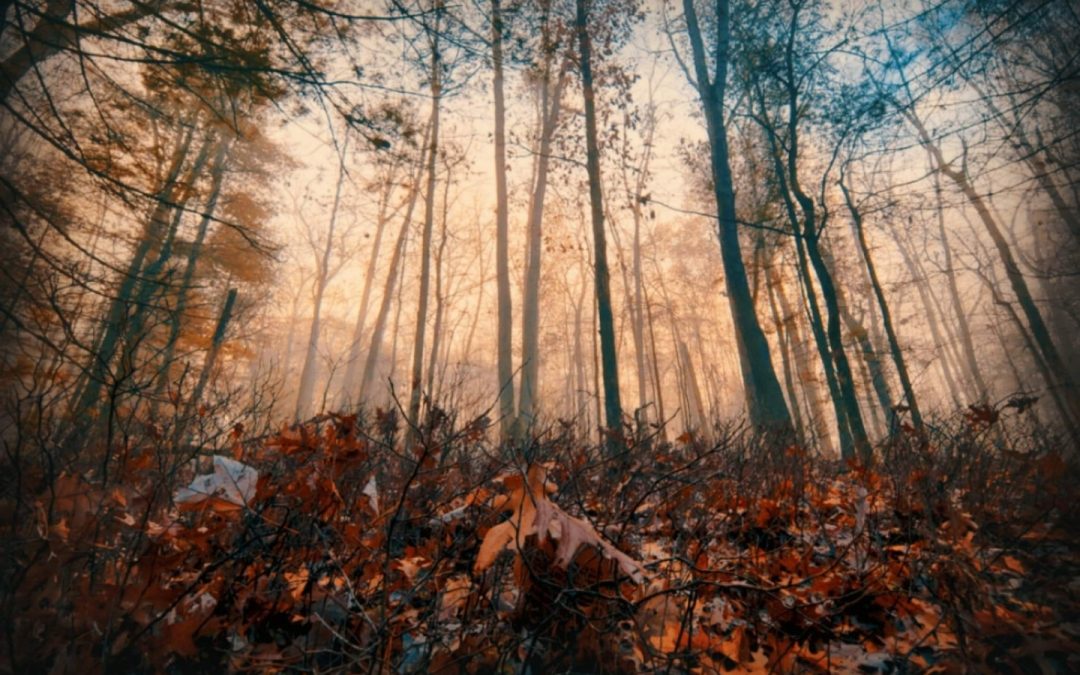 139 steph beichner misty fall woods | Visit PA Great Outdoors