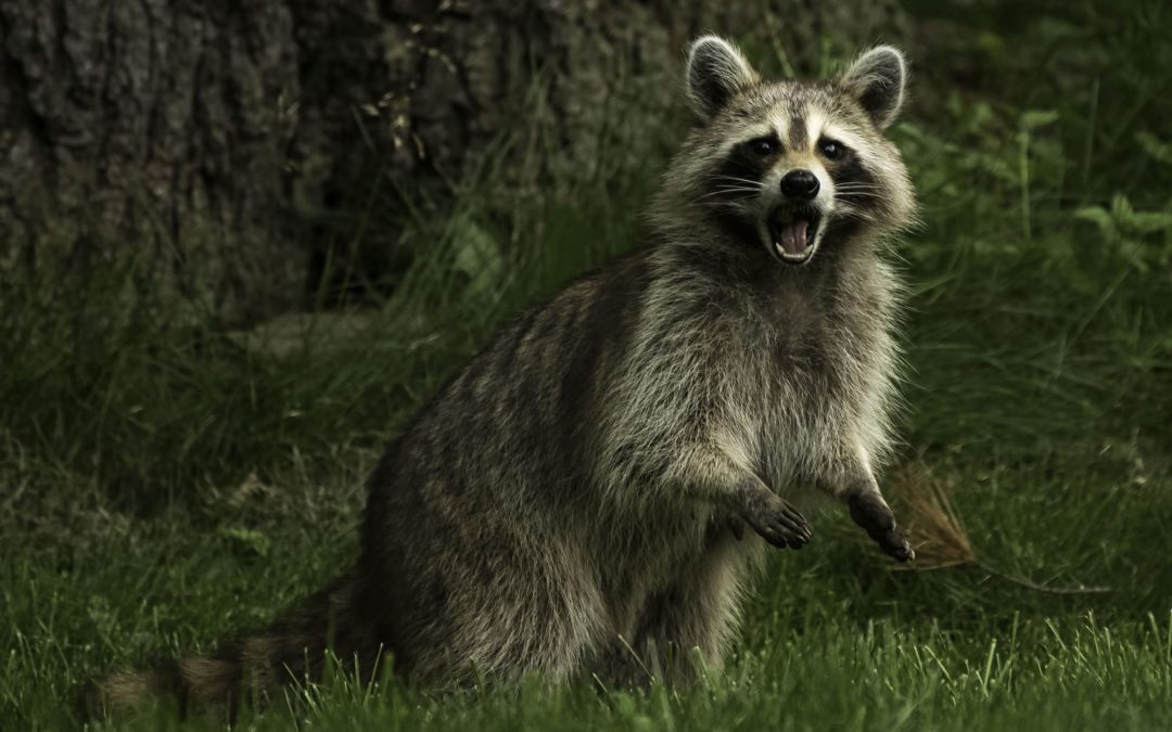 192 – Racoon funny – Cathy Straub | Visit PA Great Outdoors