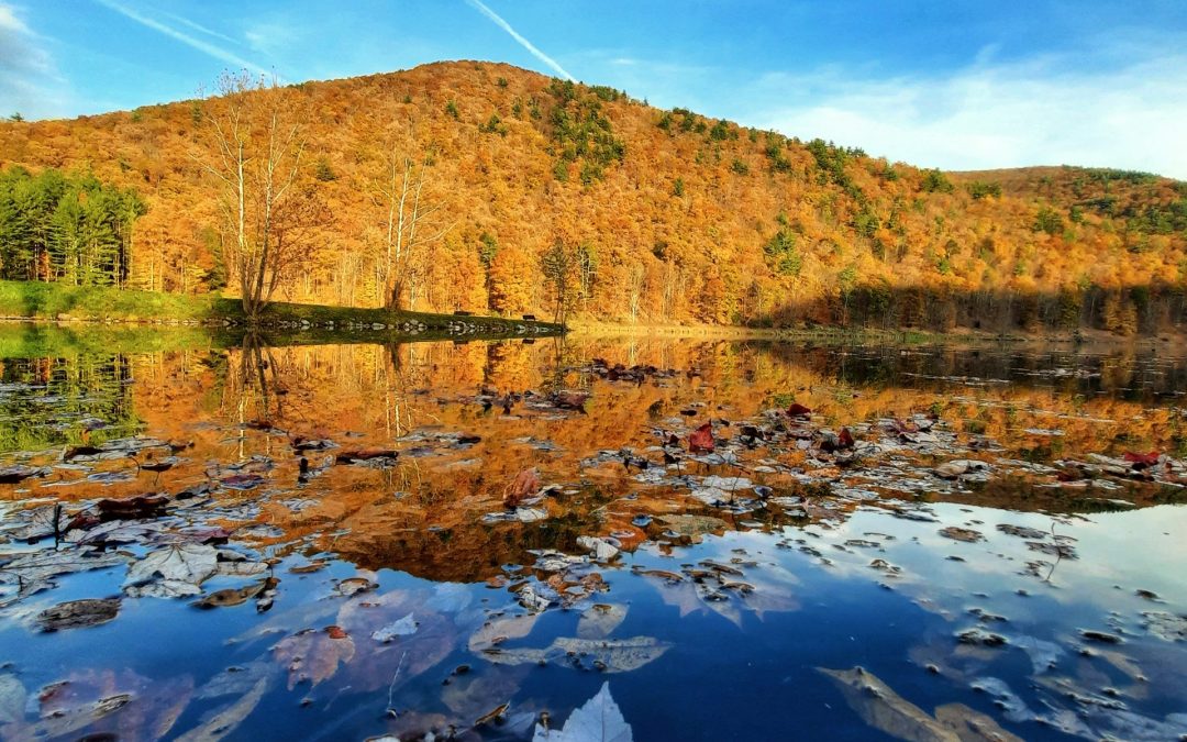 193 Holly Cook Stephenson Dam | Visit PA Great Outdoors