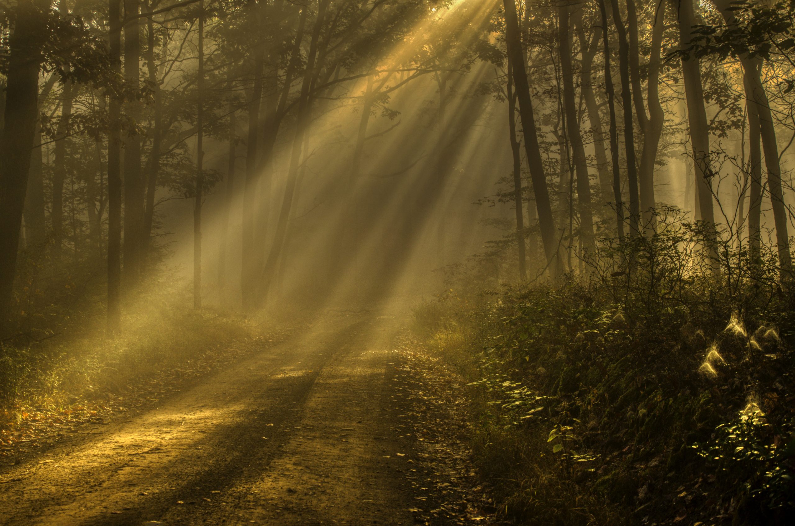 235. cathy straub. sunset trail. cameron county | Visit PA Great Outdoors