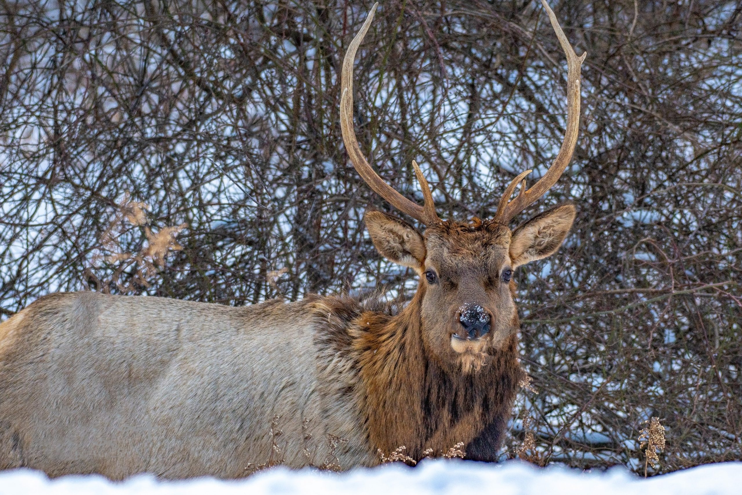 244 – Snow Bull Elk laying – Robert Trout | Visit PA Great Outdoors