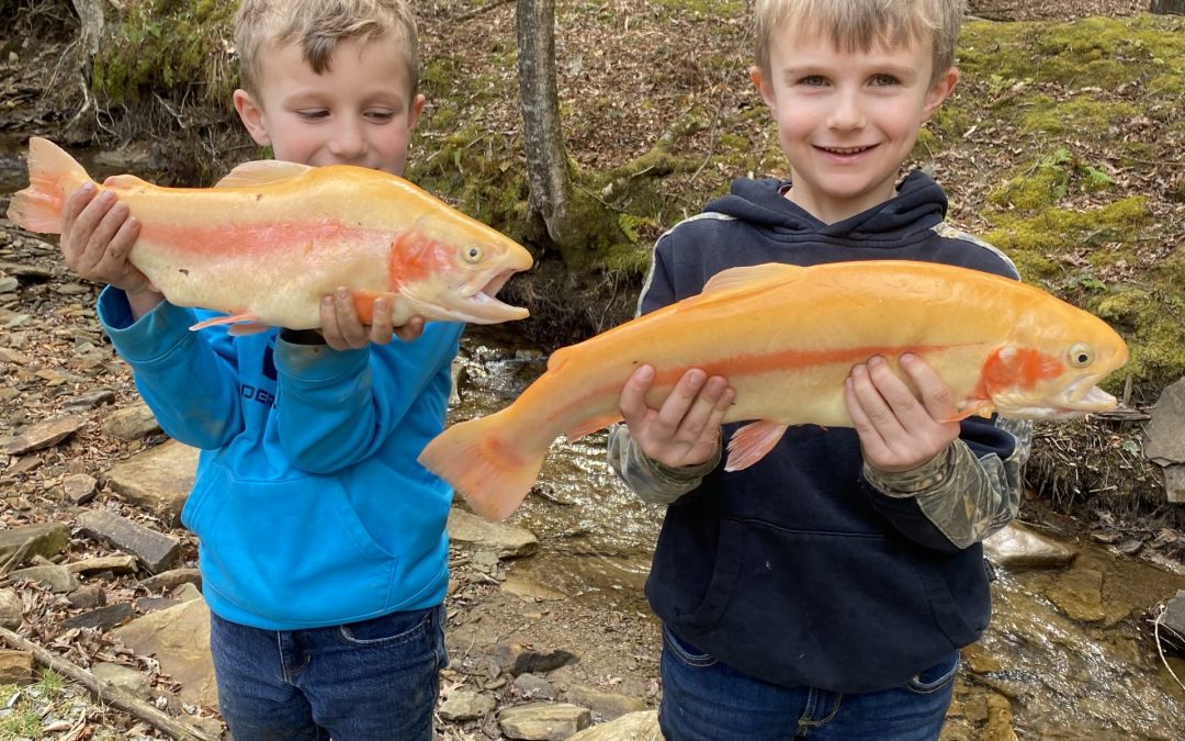 4019 Ashley Kline Medix Run palomino trout | Visit PA Great Outdoors