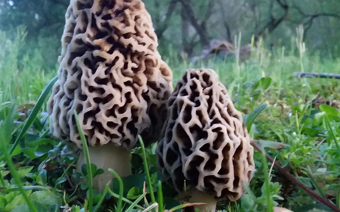 06-Morels – John Blough | Visit PA Great Outdoors