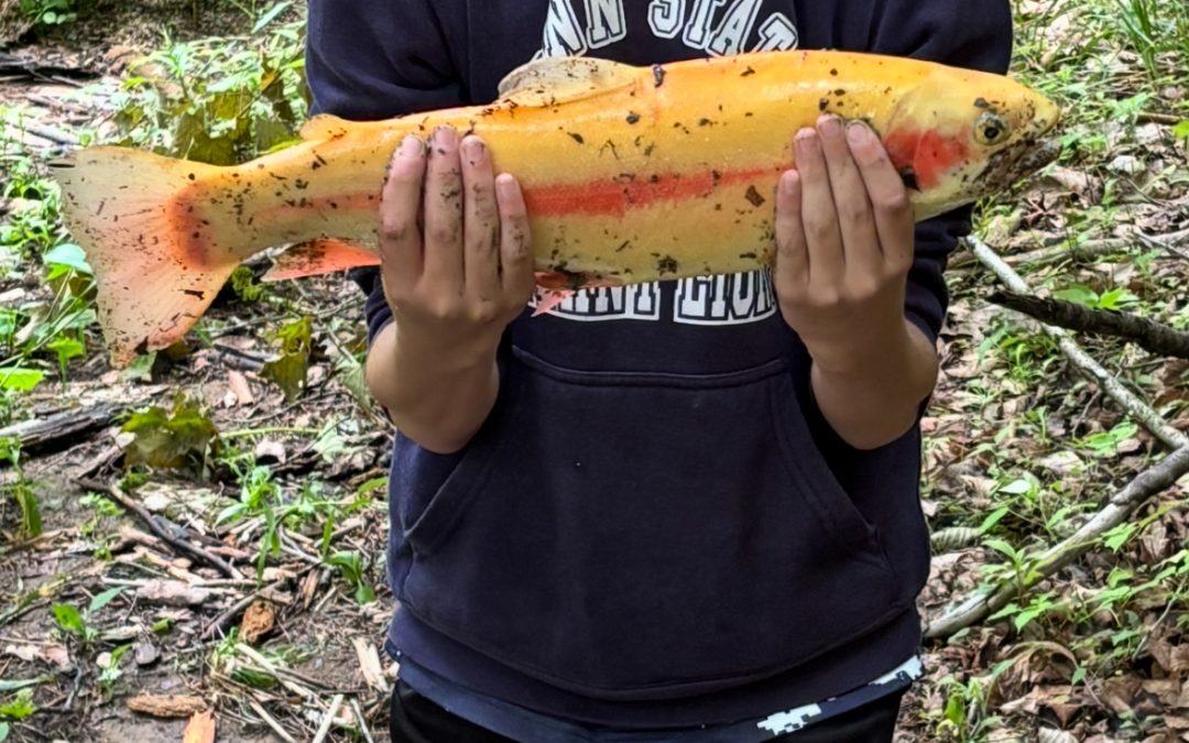 6017 Ryan Clark Palomino Dents Run ELk County | Visit PA Great Outdoors