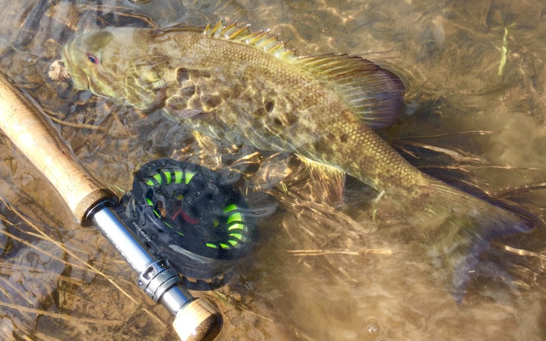 Bass with Fly reel NEW MAIN IMAGE KEYSTONE PREDATOR OUTFITTERS | Visit ...