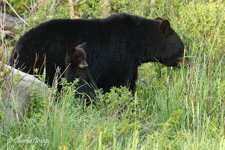 Bear mom cub – Charlie Cropp | Visit PA Great Outdoors