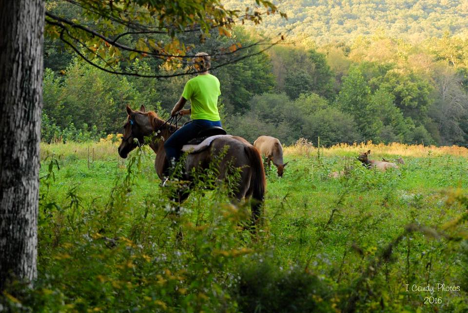 Big Elk Lick campground Horse rider and elk 2 | Visit PA Great Outdoors