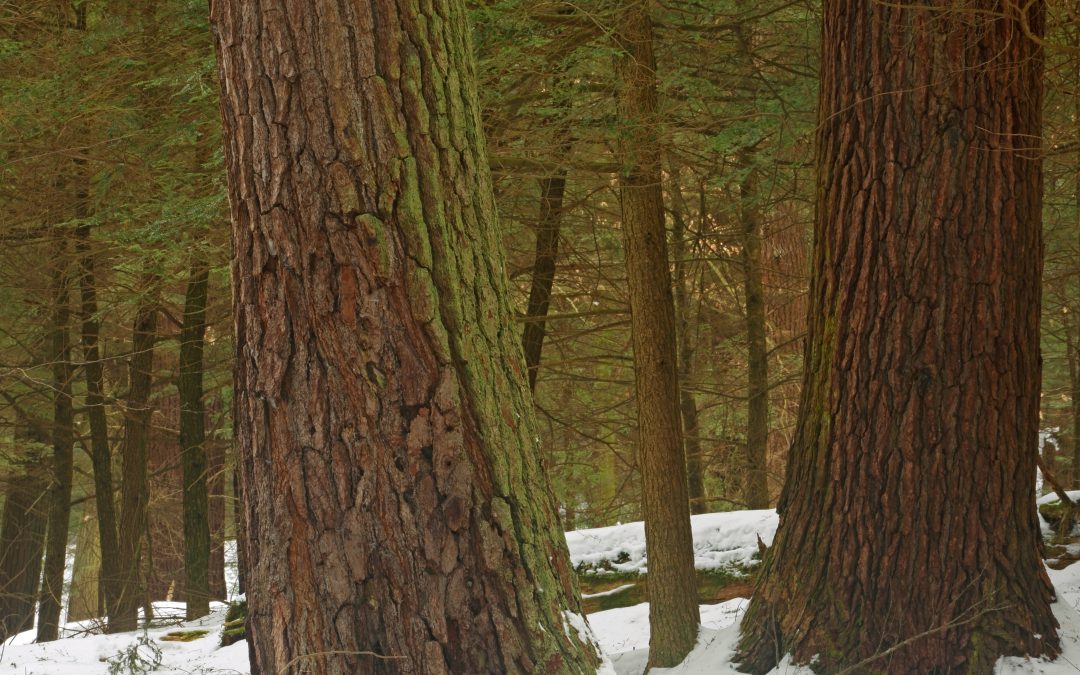 Some of America’s Finest Old Growth Forests | Visit PA Great Outdoors