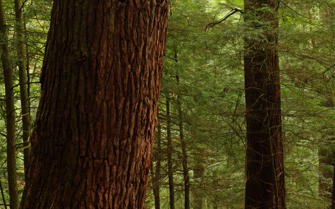 Cook Forest State Park’s Forest Cathedral Celebrates 50 Years as a ...