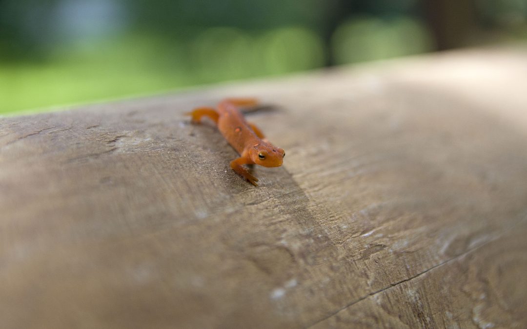 Cook Forest red eft newt – Michael Henderson | Visit PA Great Outdoors
