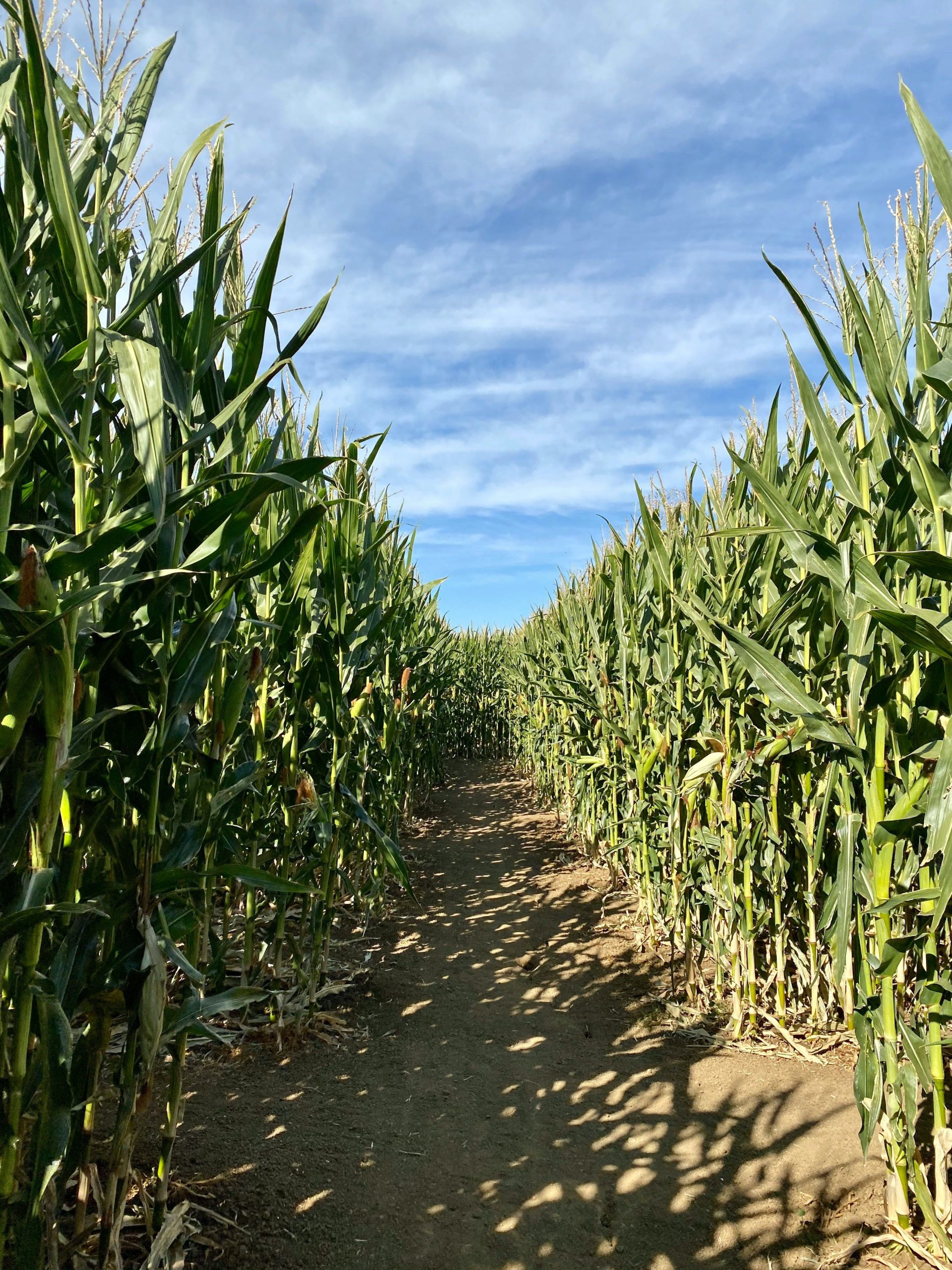 Corn row in maze | Visit PA Great Outdoors