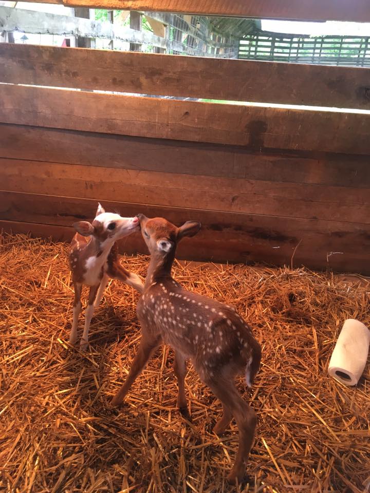 Double Diamond Deer Ranch Cook Forest fawn twins hay | Visit PA Great ...