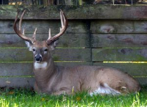 29 Years of Friendly Deer at Cook Forest’s Double Diamond Deer Ranch ...