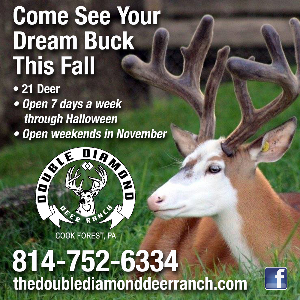 Cook Forest State Park: America's Best Old-Growth Forest | Visiting the ...