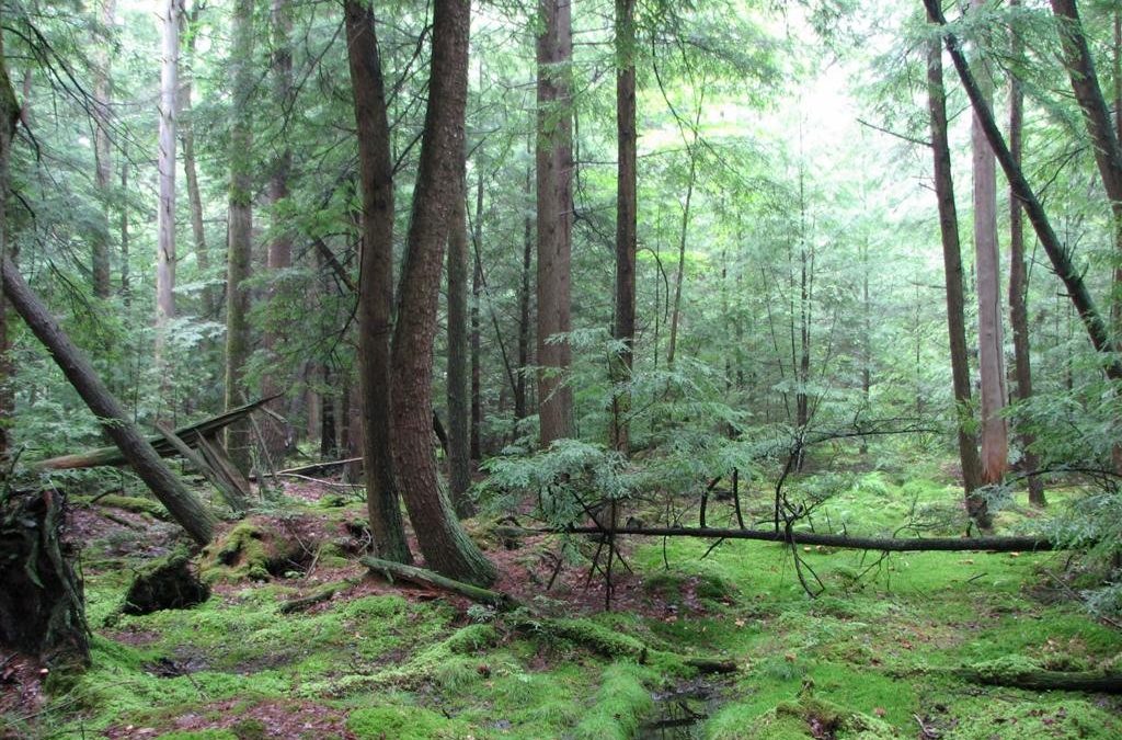Dutch Hill Forest Hemlocks | Visit PA Great Outdoors