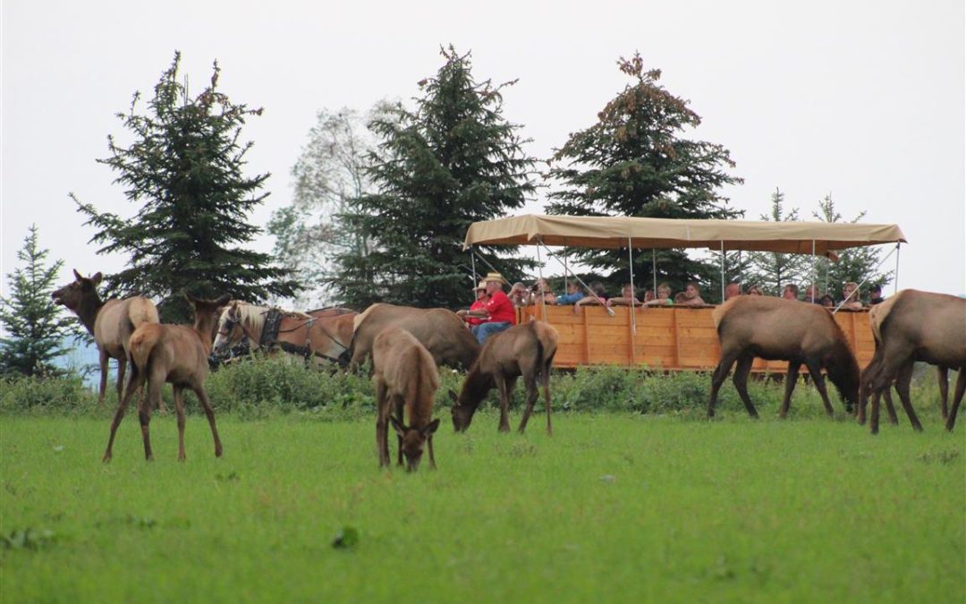 ECVC wagon ride elk | Visit PA Great Outdoors