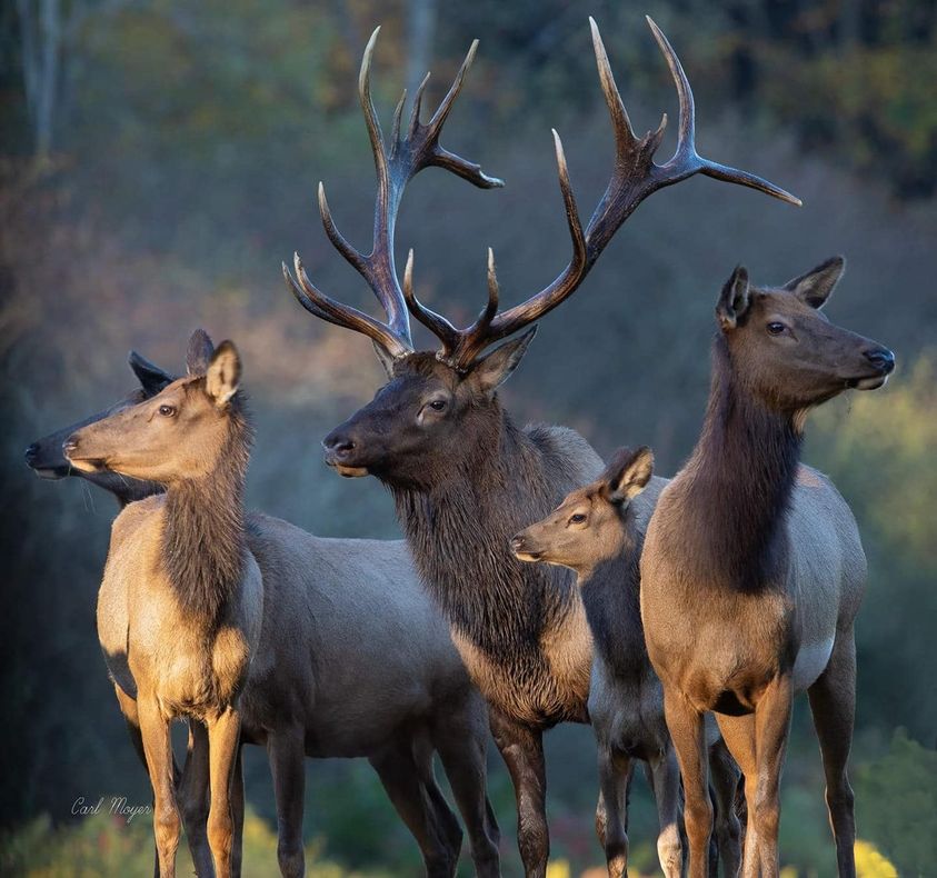 Elk Family | Visit PA Great Outdoors