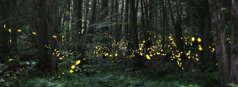 Firefly Season | Visit PA Great Outdoors
