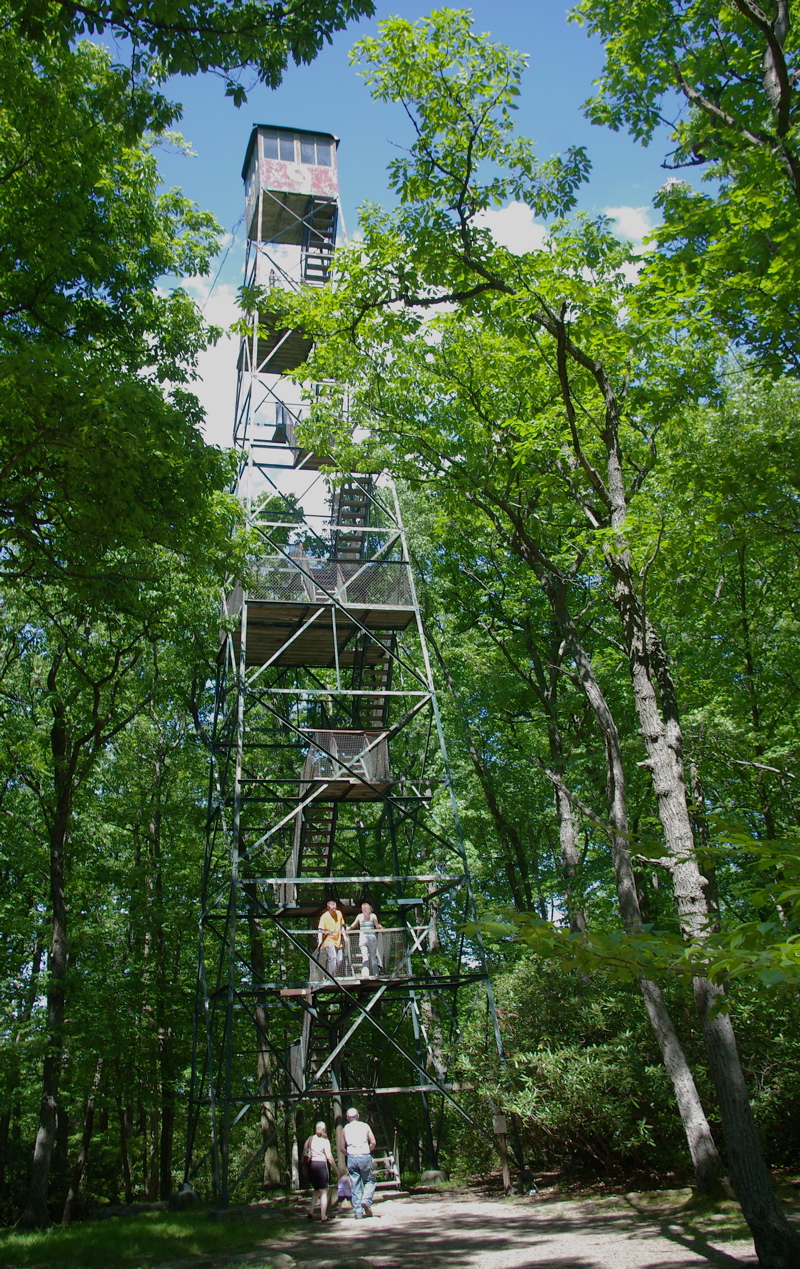 Ancient Old Growth Forests of Cook Forest | Visit PA Great Outdoors