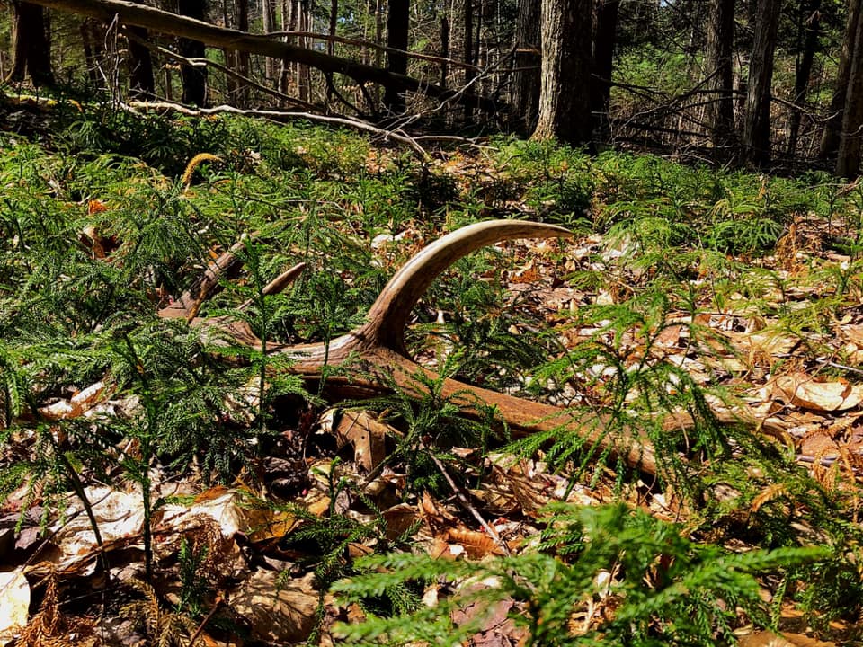 Hicks run outfitters shed hunting 2 | Visit PA Great Outdoors