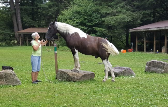 Equestrian Trails, Horseback Riding, Stables - PA | Visit PA Great Outdoors