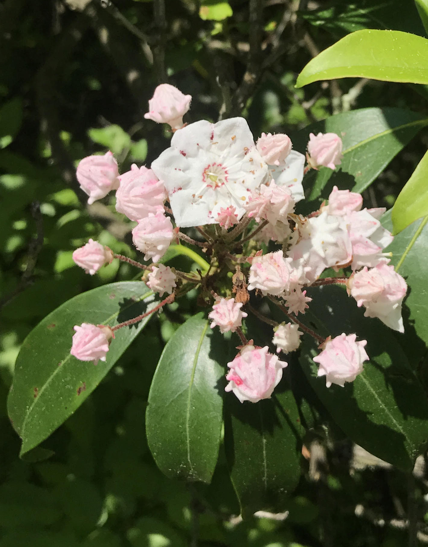 Come Enjoy the Mountain Laurel, Pennsylvania’s State Flower | Visit PA ...