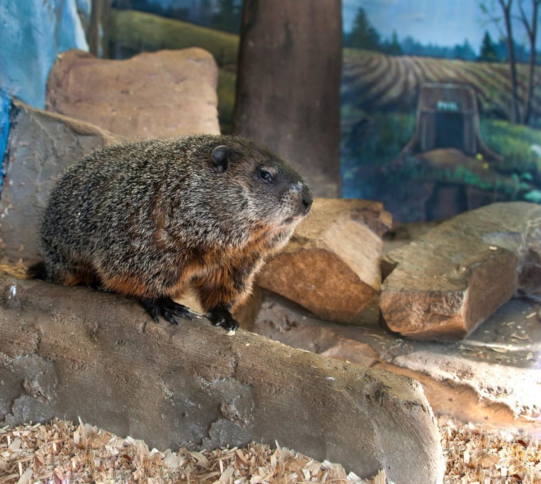 Groundhog Visitor Center | Visit PA Great Outdoors