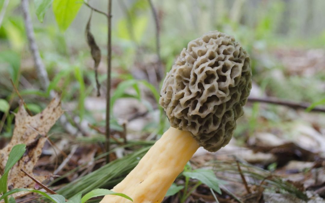 Quiet Creek Herb Farm morel vertical – Danielle Taylor | Visit PA Great ...