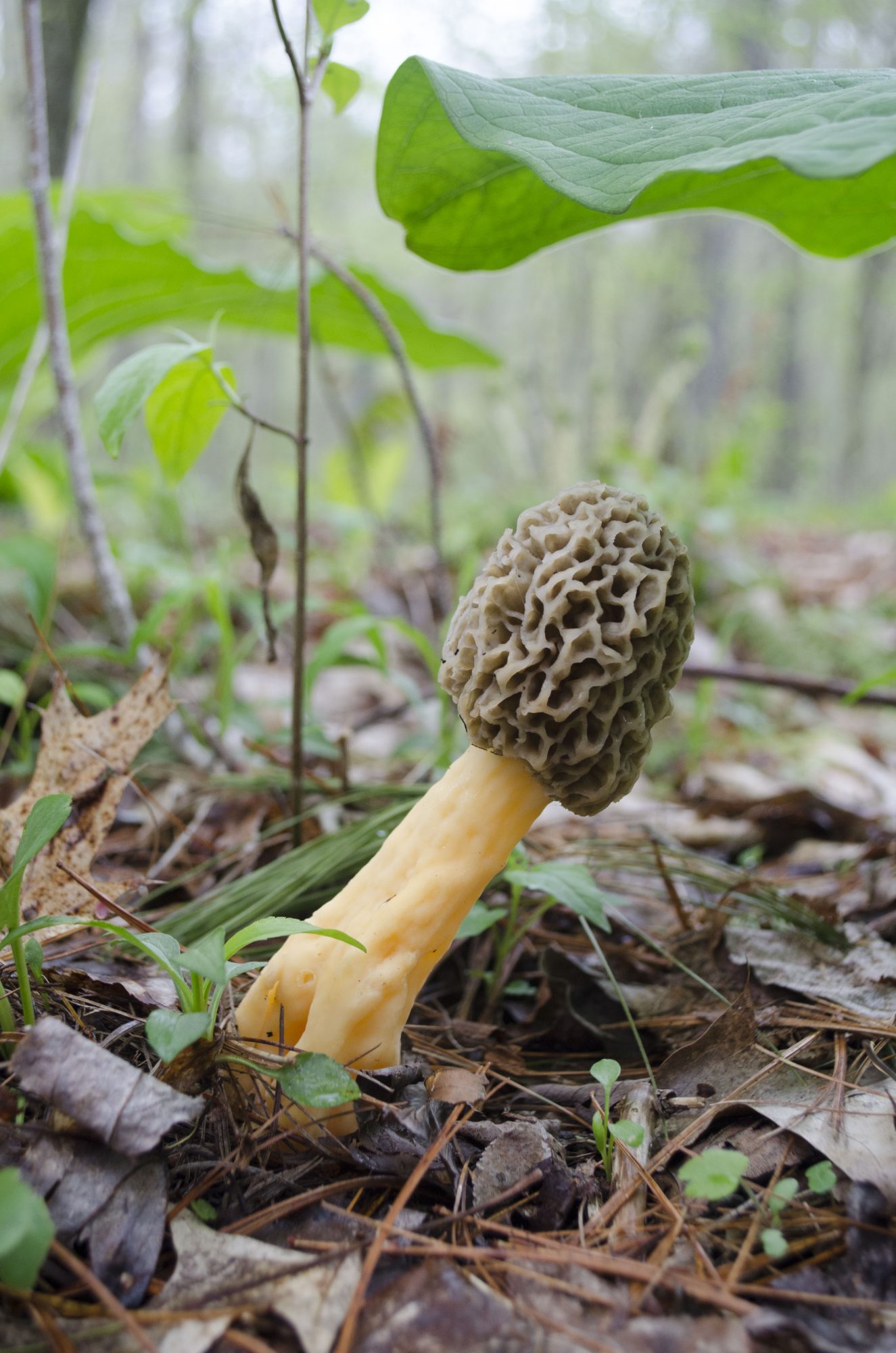 Morel Season in the Pennsylvania Great Outdoors | Visit PA Great Outdoors
