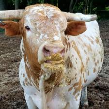 Rafter-Z-Rodeo-1 | Visit PA Great Outdoors