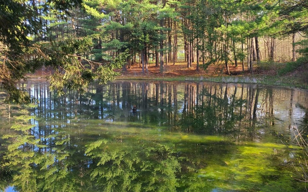 Sandy Beach Park pond | Visit PA Great Outdoors
