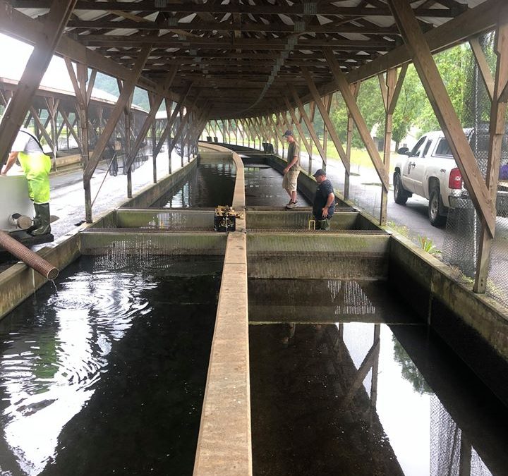 Tionesta Fish Hatchery raceway | Visit PA Great Outdoors