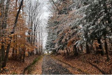 White Pine Cottage Drive Fall | Visit PA Great Outdoors