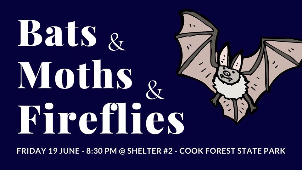 bat moths fireflies | Visit PA Great Outdoors